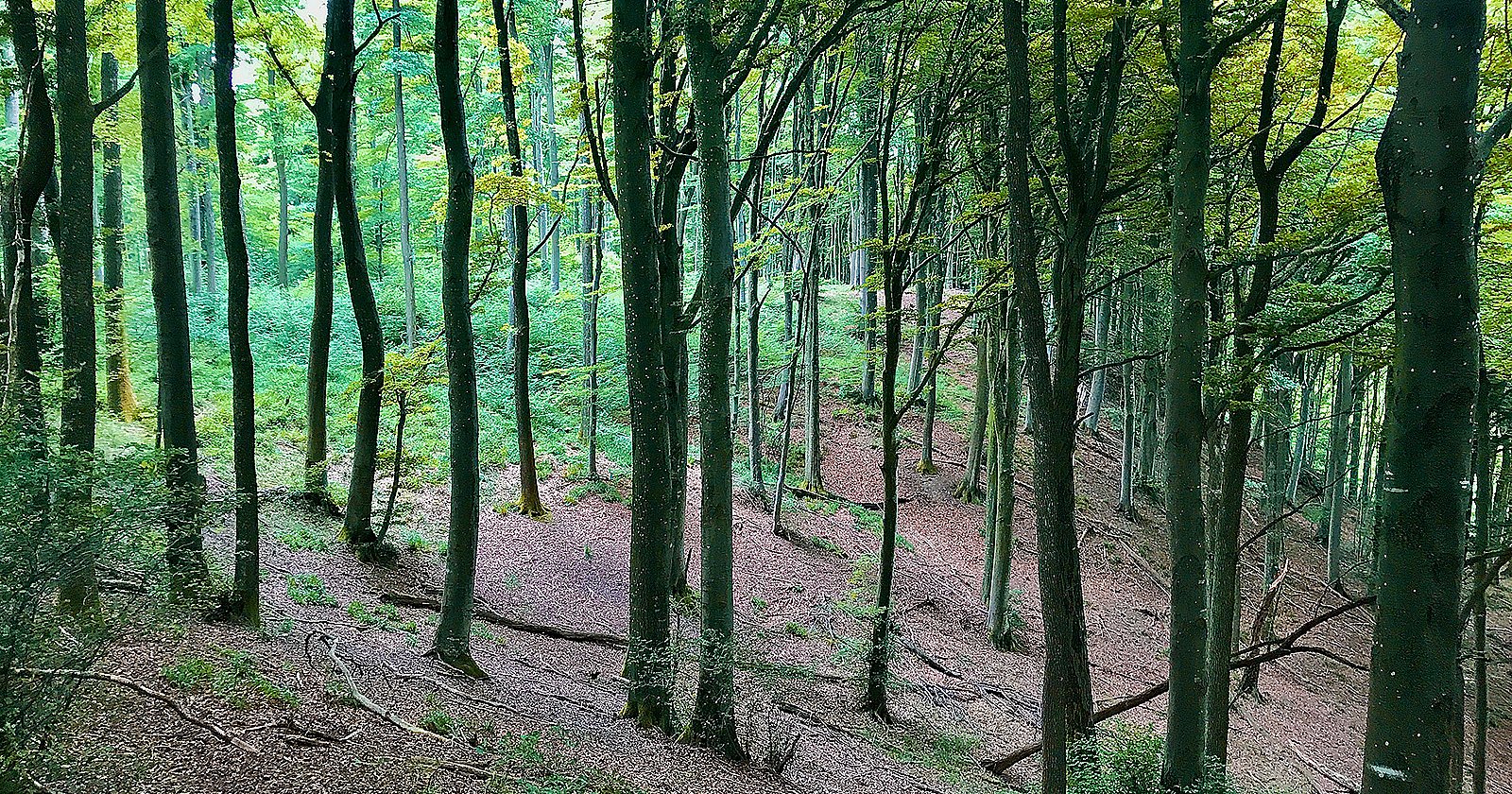 TriNational ForestLab